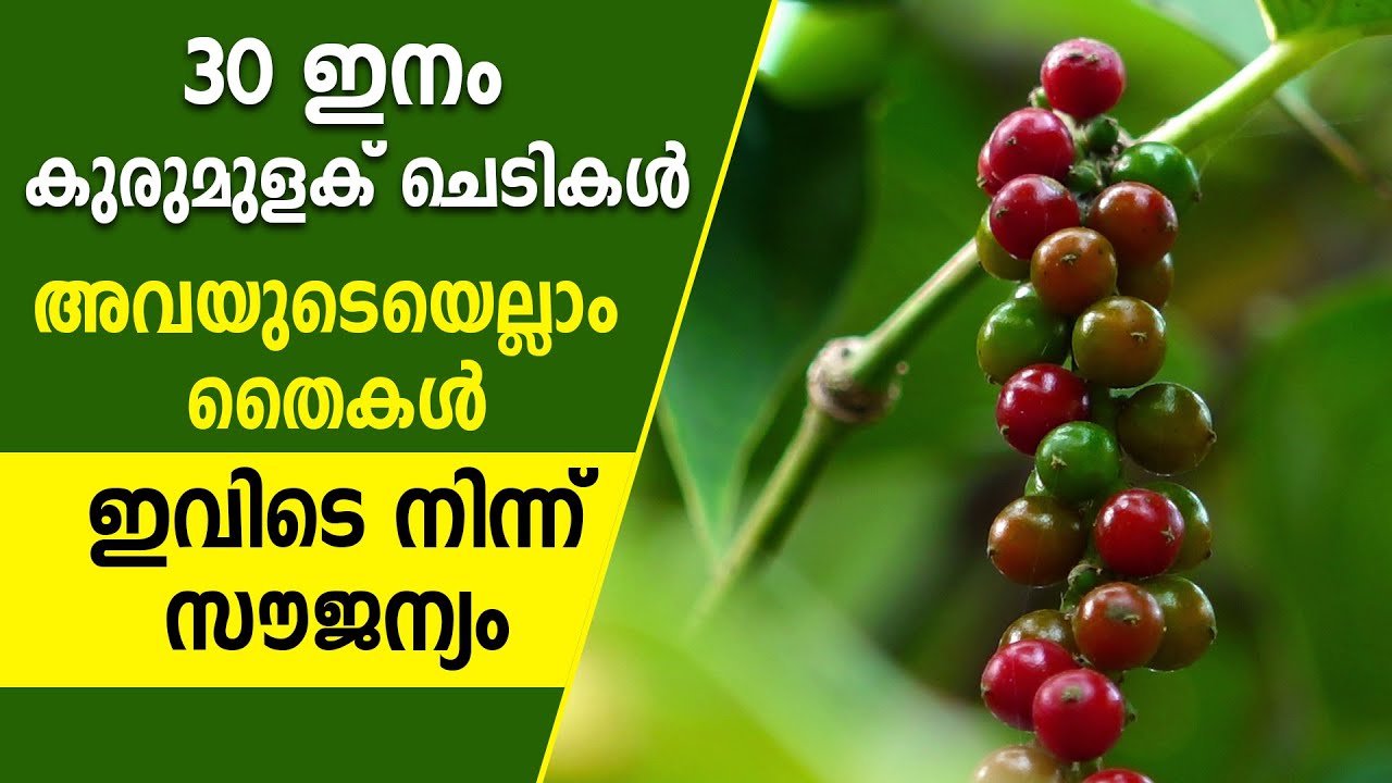 From Cultivation to Processing of blackPepper #blackpepper #agriculture ...