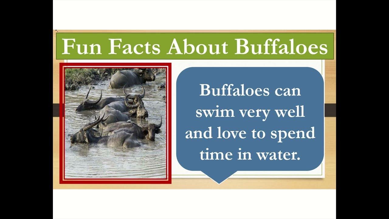 Amazing Facts About Buffalo: Fun Learning for Kids! 🐃 - YouTube