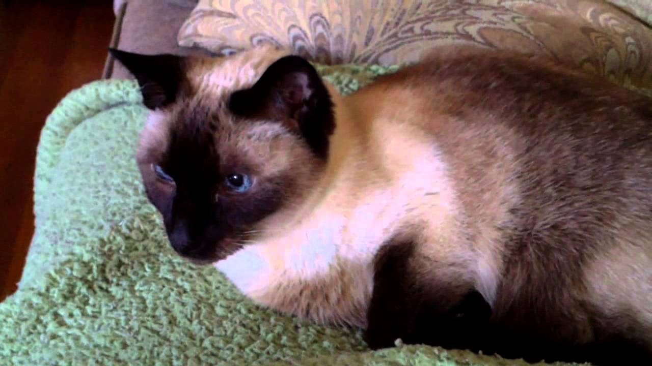 Pretty Siamese named "Jazz".-1/1 - YouTube