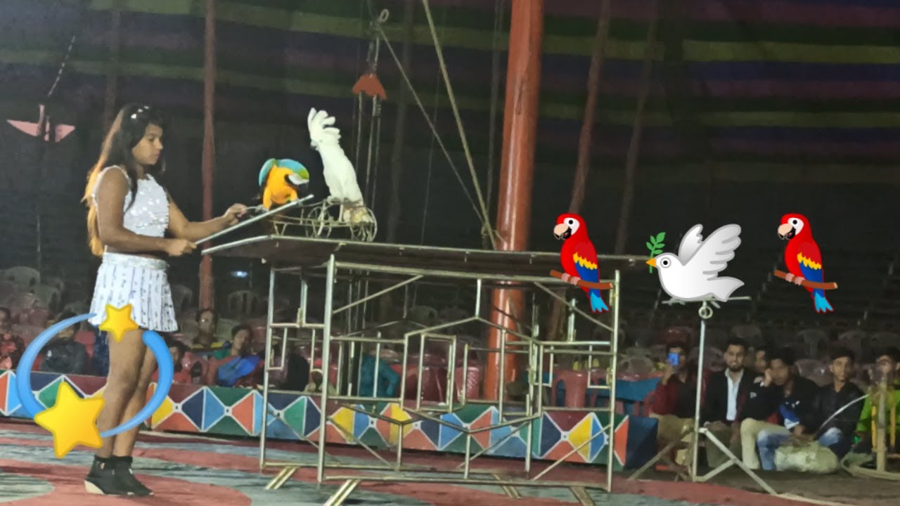 olympic circus | olympic circus khela | Olympic Circus Kolkata 2021 ...