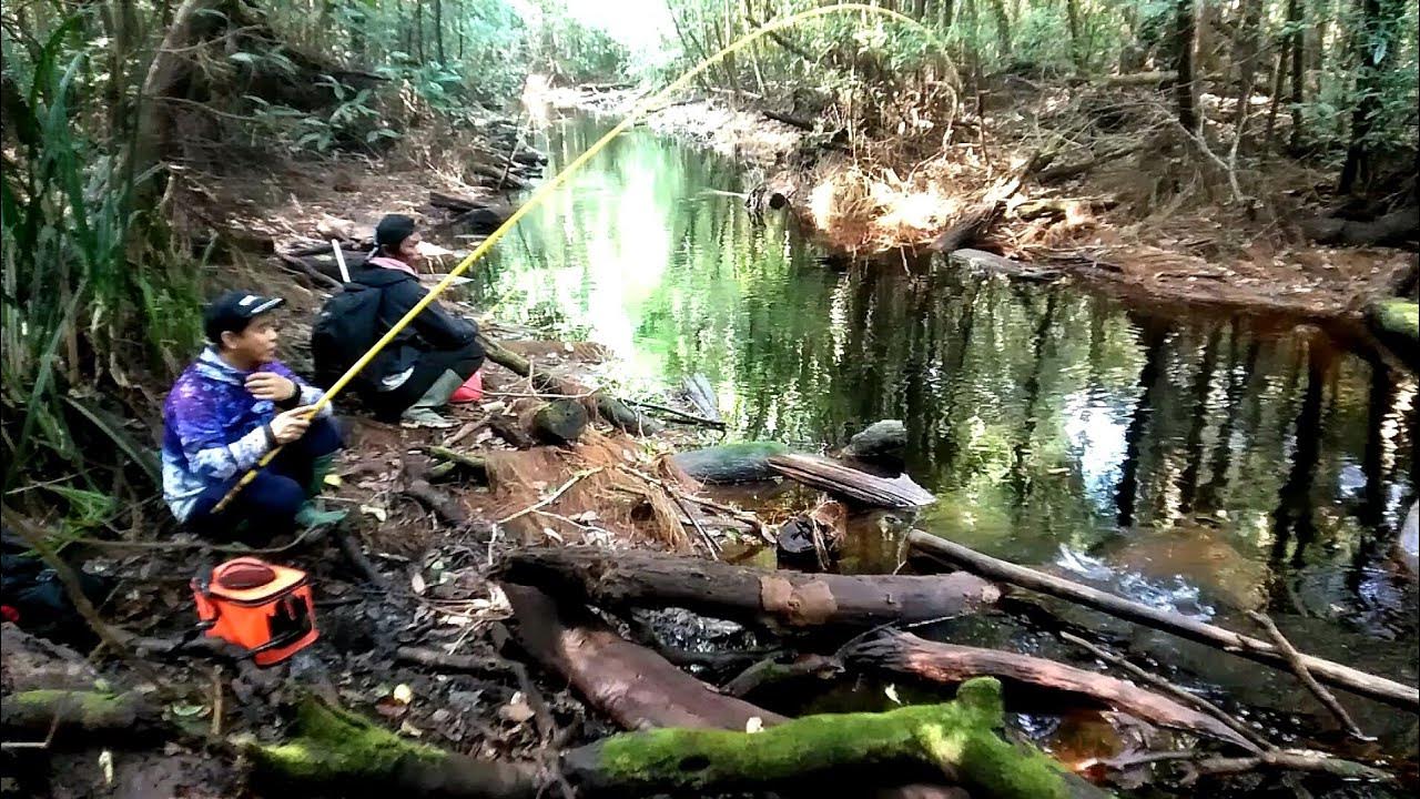 Mancing Ikan di Hutan Pedalaman Kalimantan - YouTube