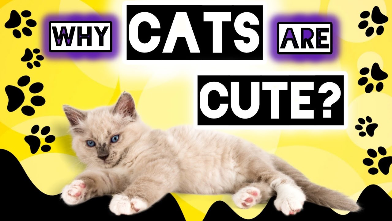 Secrets of Cats|Are cats cute? - YouTube