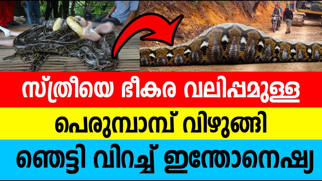 മനുഷ്യനെ വിഴുങ്ങി പെരുമ്പാമ്പ്‌ വീഡിയോ ഞെട്ടി വിറച്ചു ഇന്തോനേഷ്യ 1636