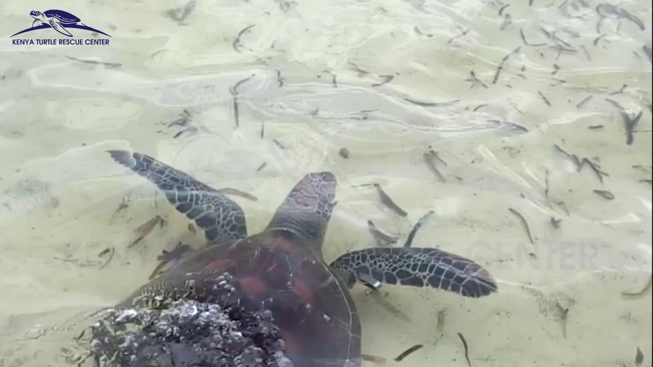 Turtle Rescue - Kenya Turtle Rescue Center - YouTube