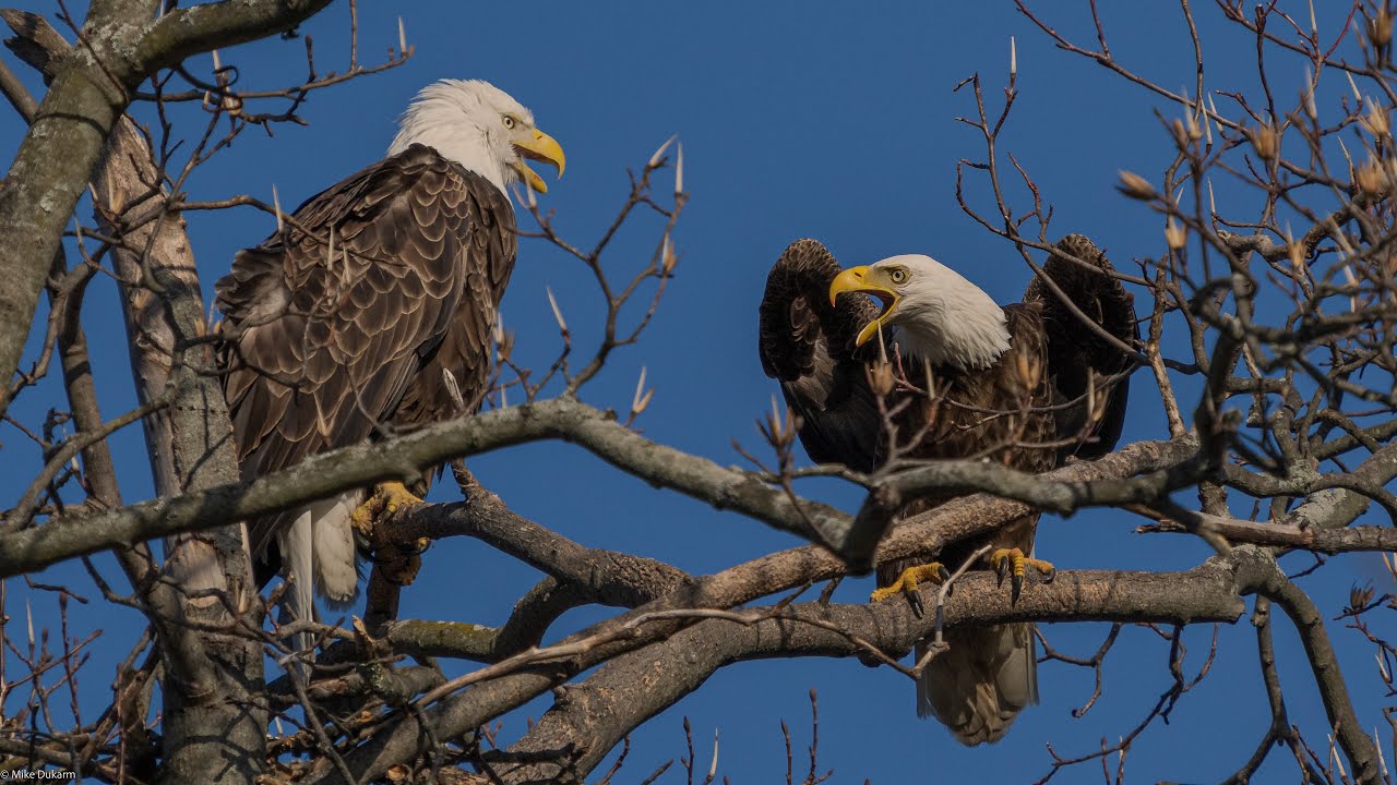 BALD EAGLES OF CENTERPORT --- MATING IN NEST !! CLOSE UP !! - YouTube