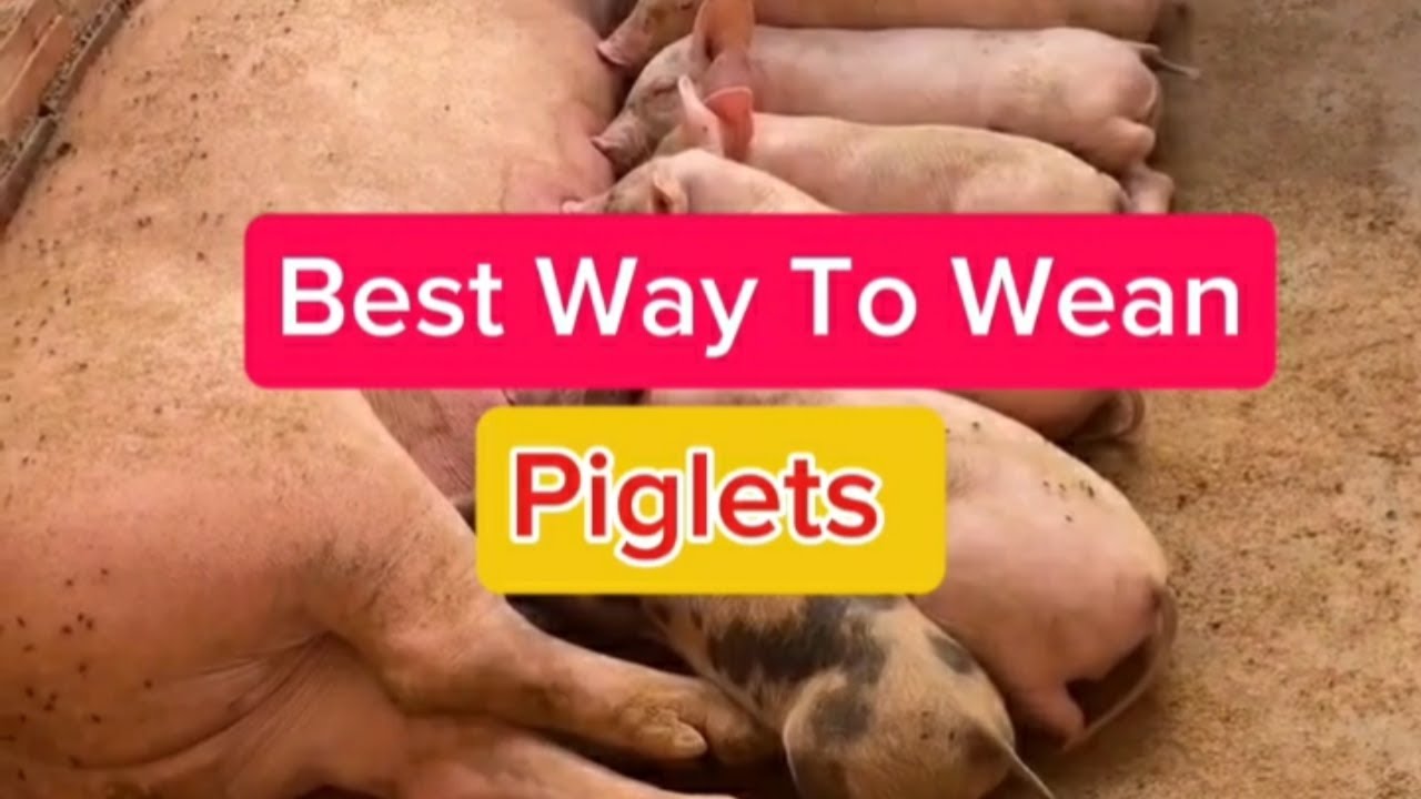 Best Way To Wean Piglets For Maximum Growth - YouTube