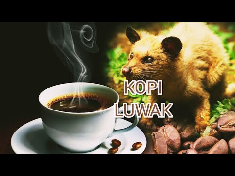 Coffee beans made of animal poop in Indonesia!