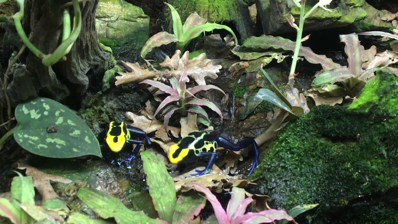 Dendrobates tinctorius Robertus - YouTube
