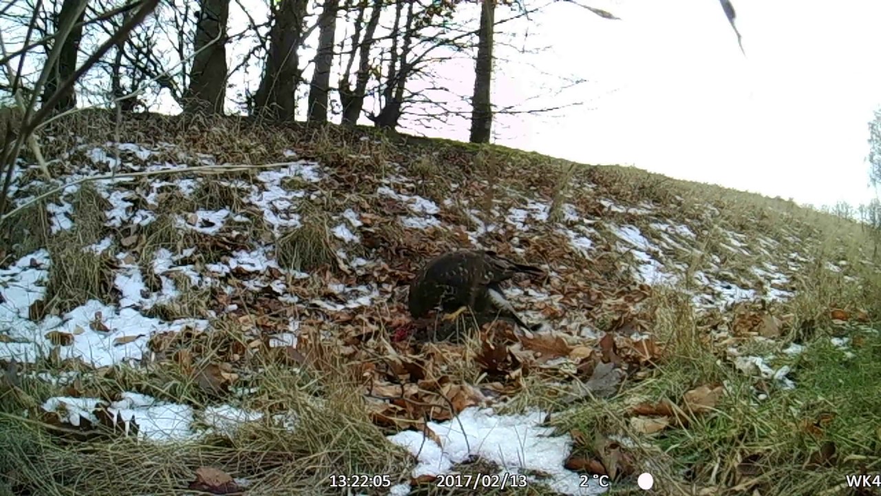 Maginon WK4 HD Wildlife camera - Clip3 - YouTube