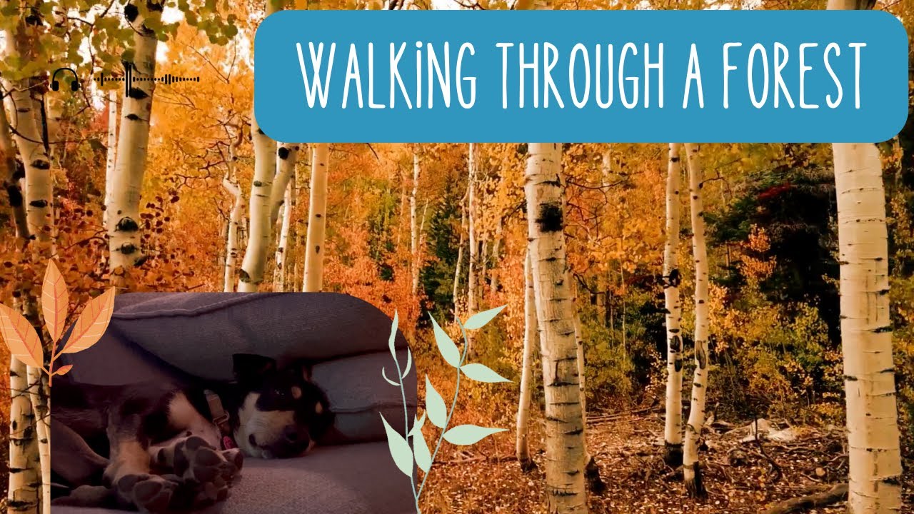 Ambient Sleep Sounds with a Tired Dog Walking through a Forest - YouTube