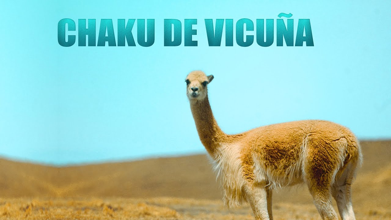 VICUÑA PERUANA - CHAKU DE VICUÑAS - SAN MIGUEL DE MESTIZAS COTARUSE ...