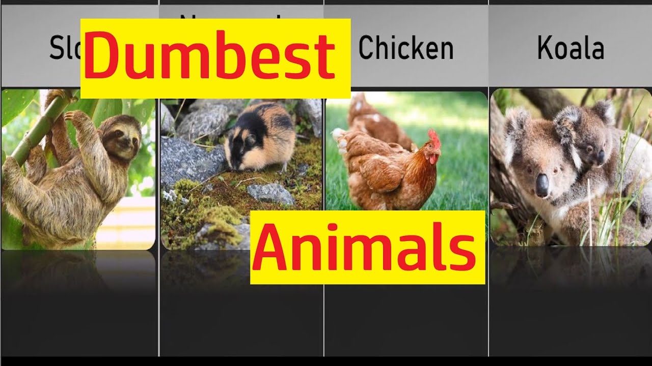 Dumbest Animals In The World comp - YouTube