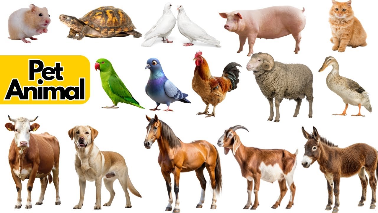 Learn Pet Animals Name with Pictures for Kids | Pet & Domestic Learning ...