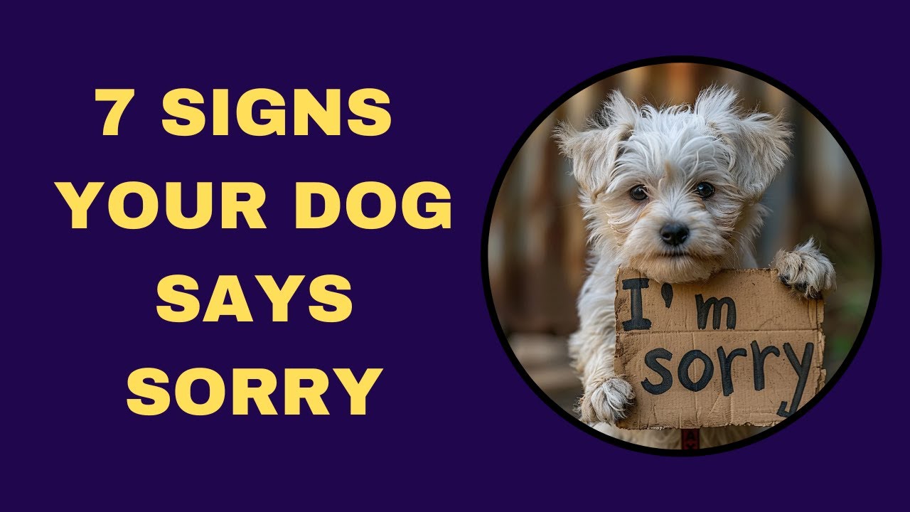 7 Signs Your Dog Says Sorry - YouTube