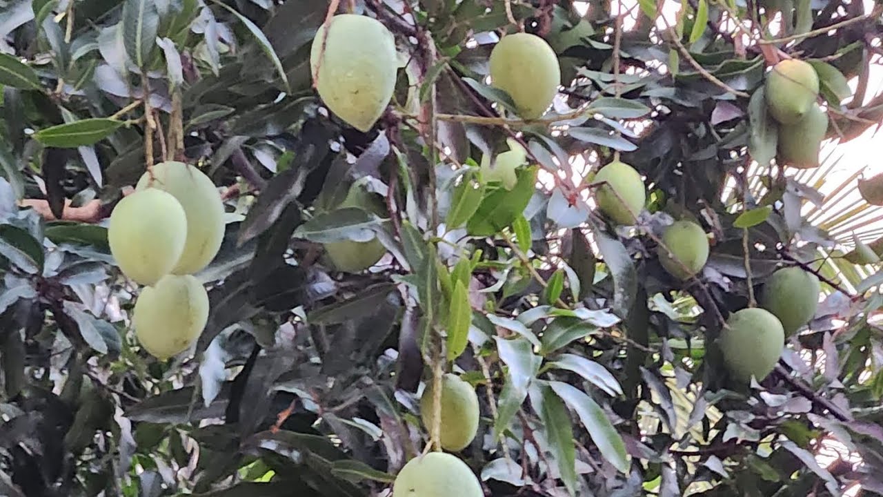 How to make simple mango picker #75 year old farmer's skill to make ...