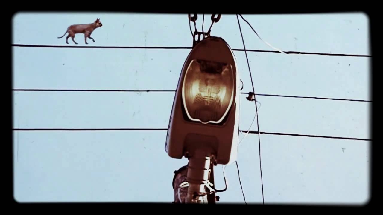 Black Cat walking harmlessly on a High-voltage cable - YouTube