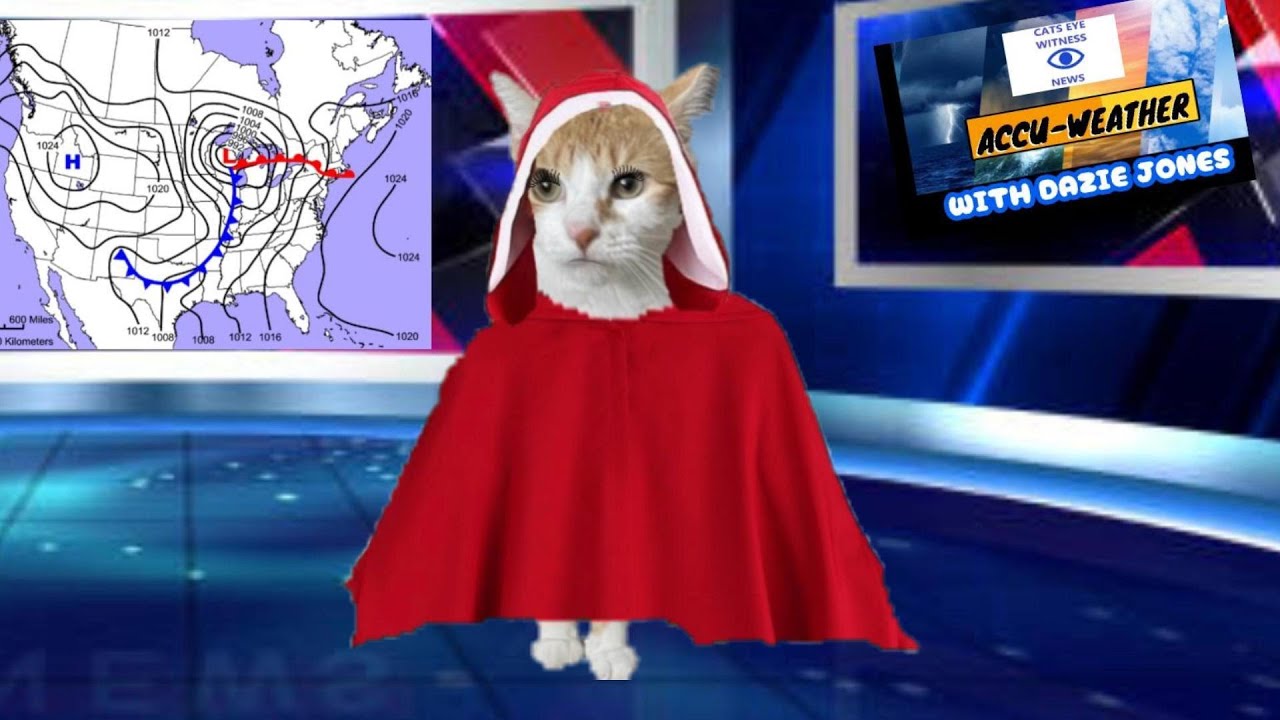 CATS EYE WITNESS NEWS - DEI HIRE #catseyewitnessnews #dei # ...