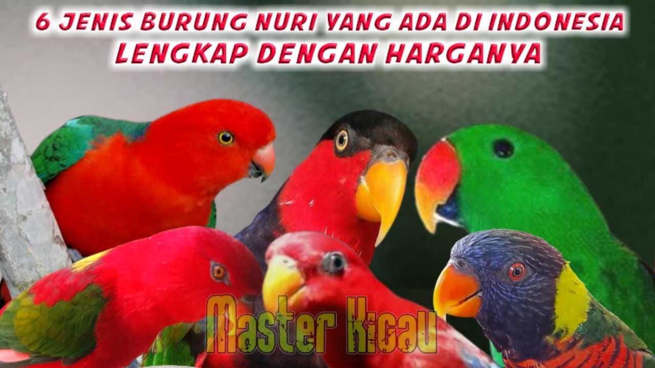 6 Jenis Burung Nuri Yang Ada Di Indonesia Lengkap Dengan Harganya - YouTube