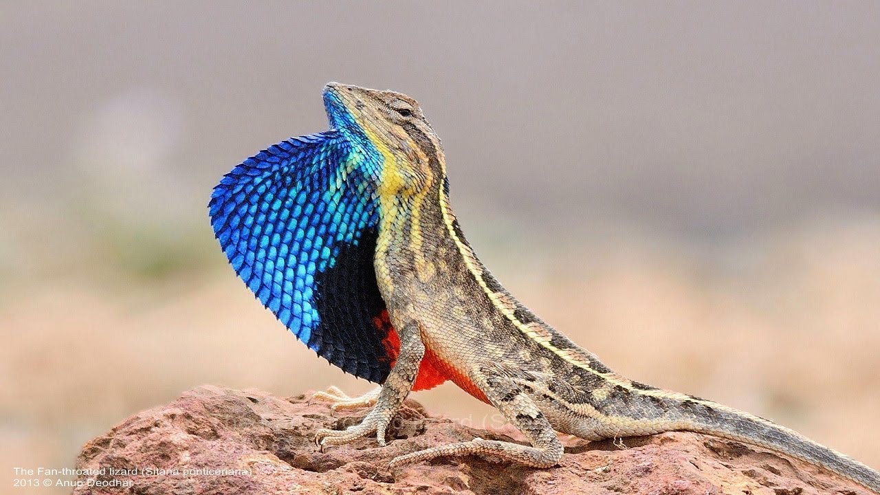 10 Most Common Species of Reptiles Found in India - YouTube