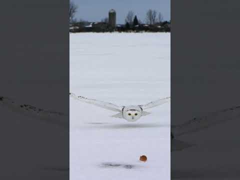 Snowy Owl Catches a Mouse