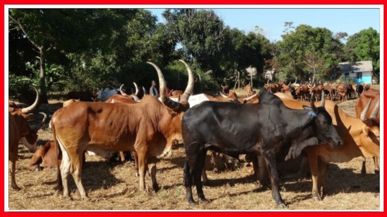 NG’OMBE 200 WAKAMATWA, WALA MBEGU za UTAFITI TARI, ZINA THAMANI ya ...