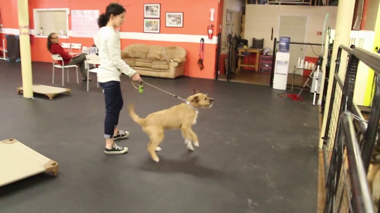 Training | Drop off session | Solid K9 Training Dog Training - YouTube