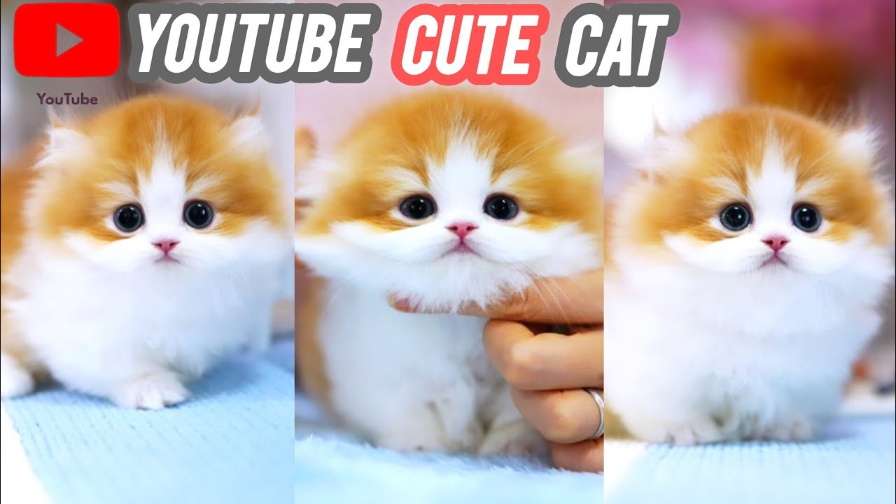 YouTube cute Cat #trending #cutecat - YouTube