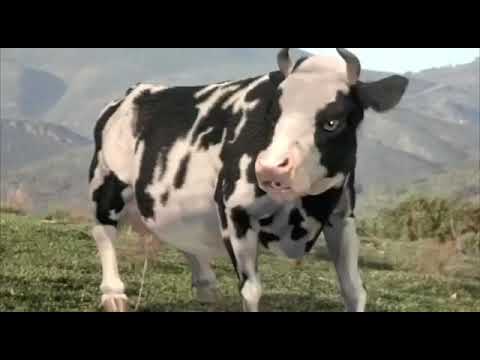 Inek ve insan kavgasi ( inek adam ) insan vs inek