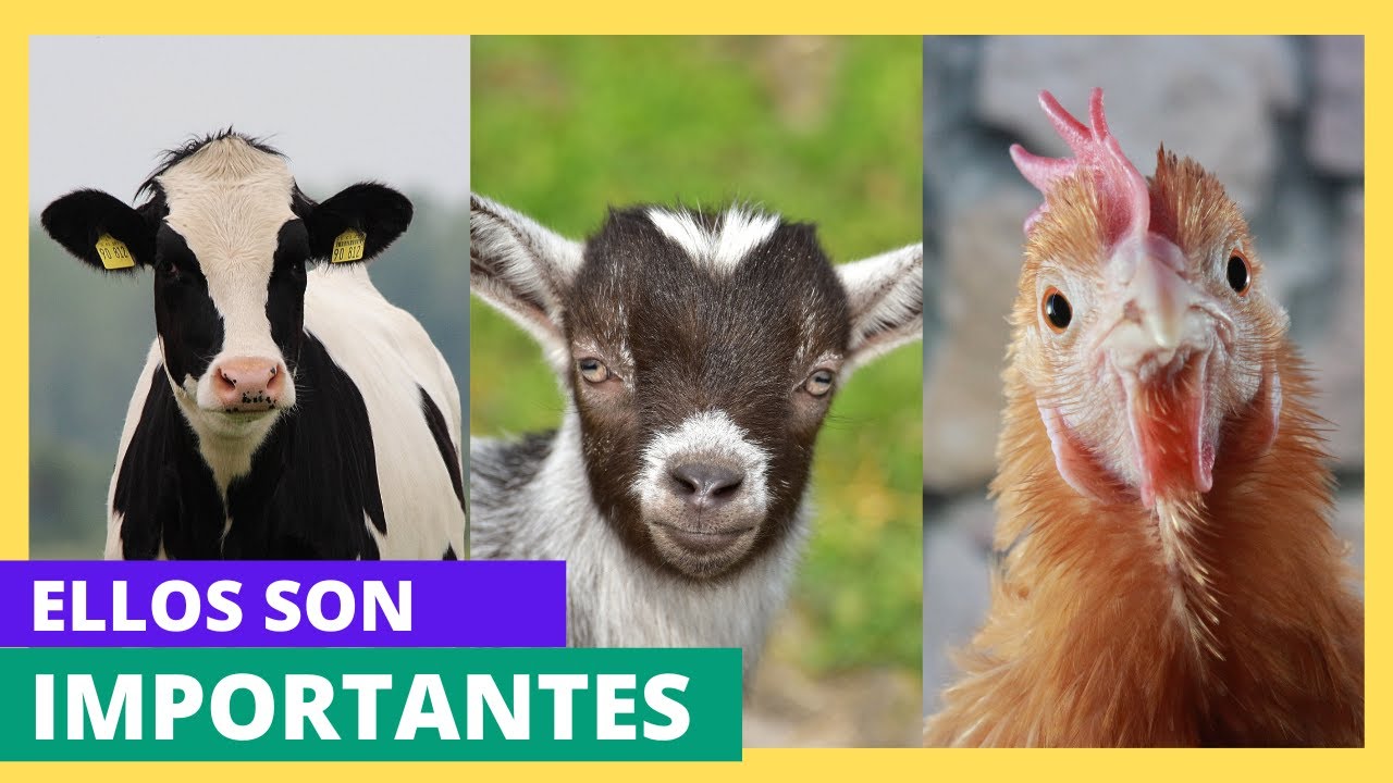 ANIMALES DOMÉSTICOS EN UNA GRANJA INTEGRAL (Son muy importantes) - YouTube
