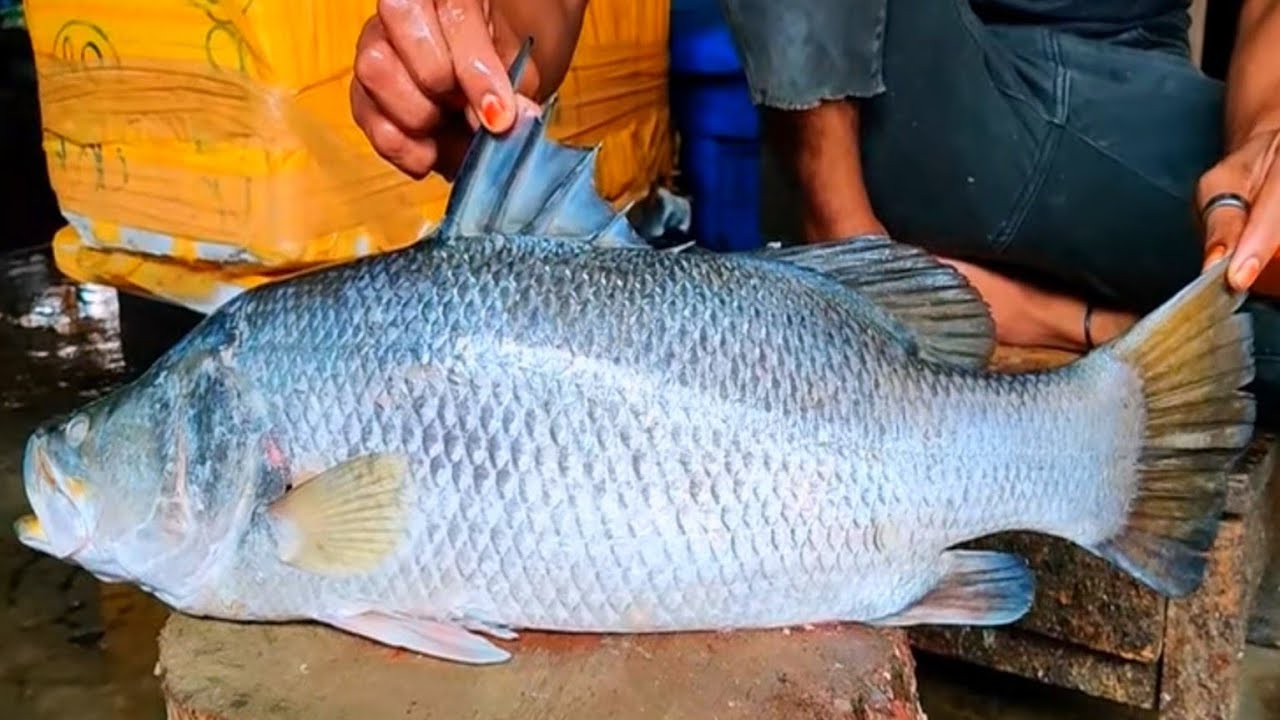 Speed Selvam Rare barramundi fish cutting HD videoFF - YouTube