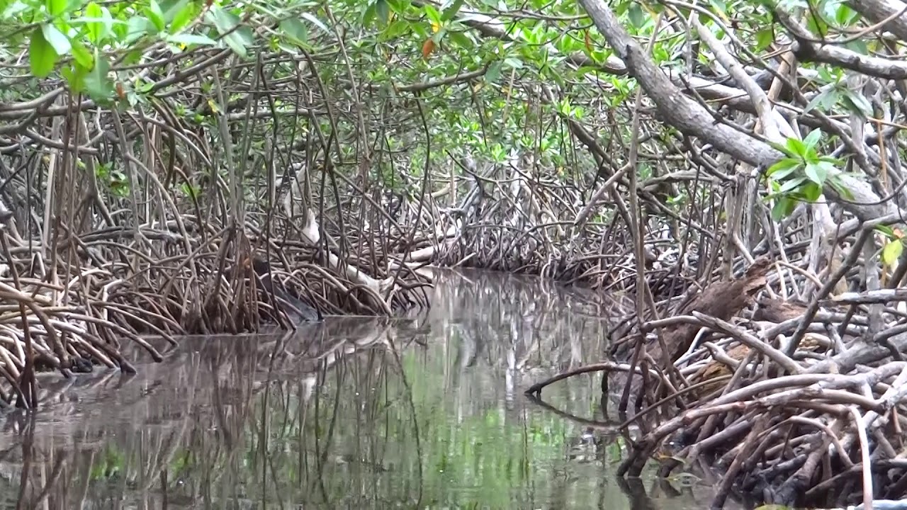 Sailing on Mangrove swamps from Utila - Navegando en el canal rodeado ...