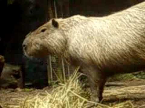Capibara comiendo - YouTube