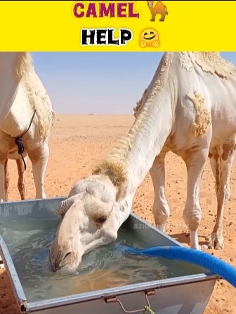 Camel Help #explore - YouTube