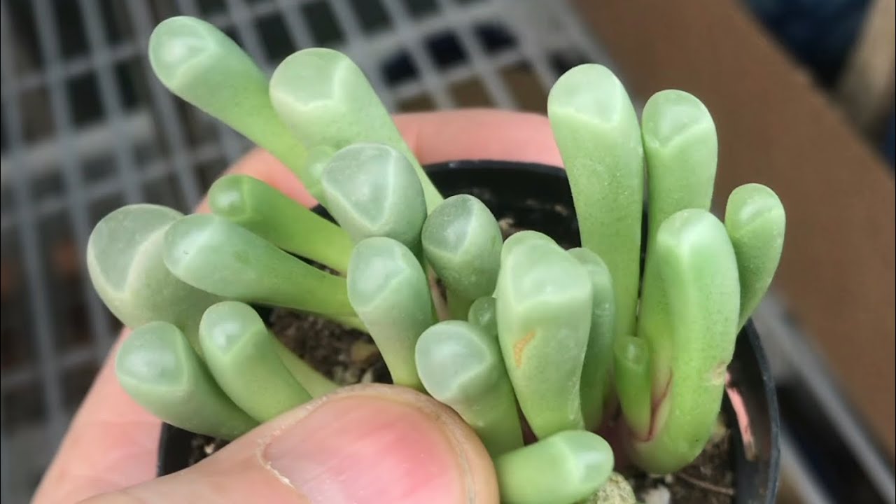 “What is” a MIMICRY succulent plant? (baby toes) how to care for - YouTube