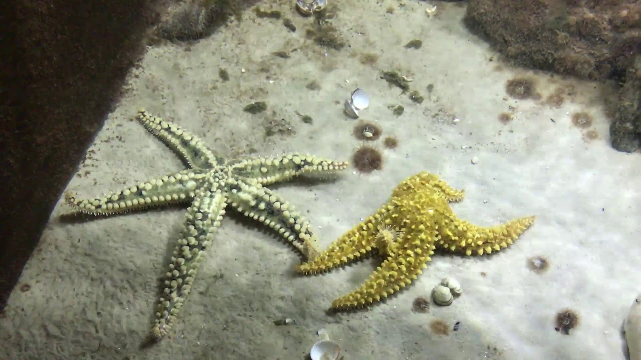 Liverpool / Aquarium at World Museum [September 2017] - YouTube