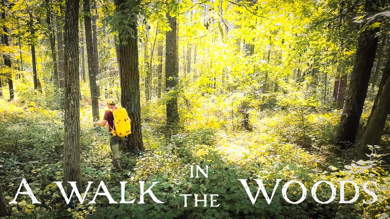 End of Summer? Peaceful walk in the woods | Woodland Photography - YouTube
