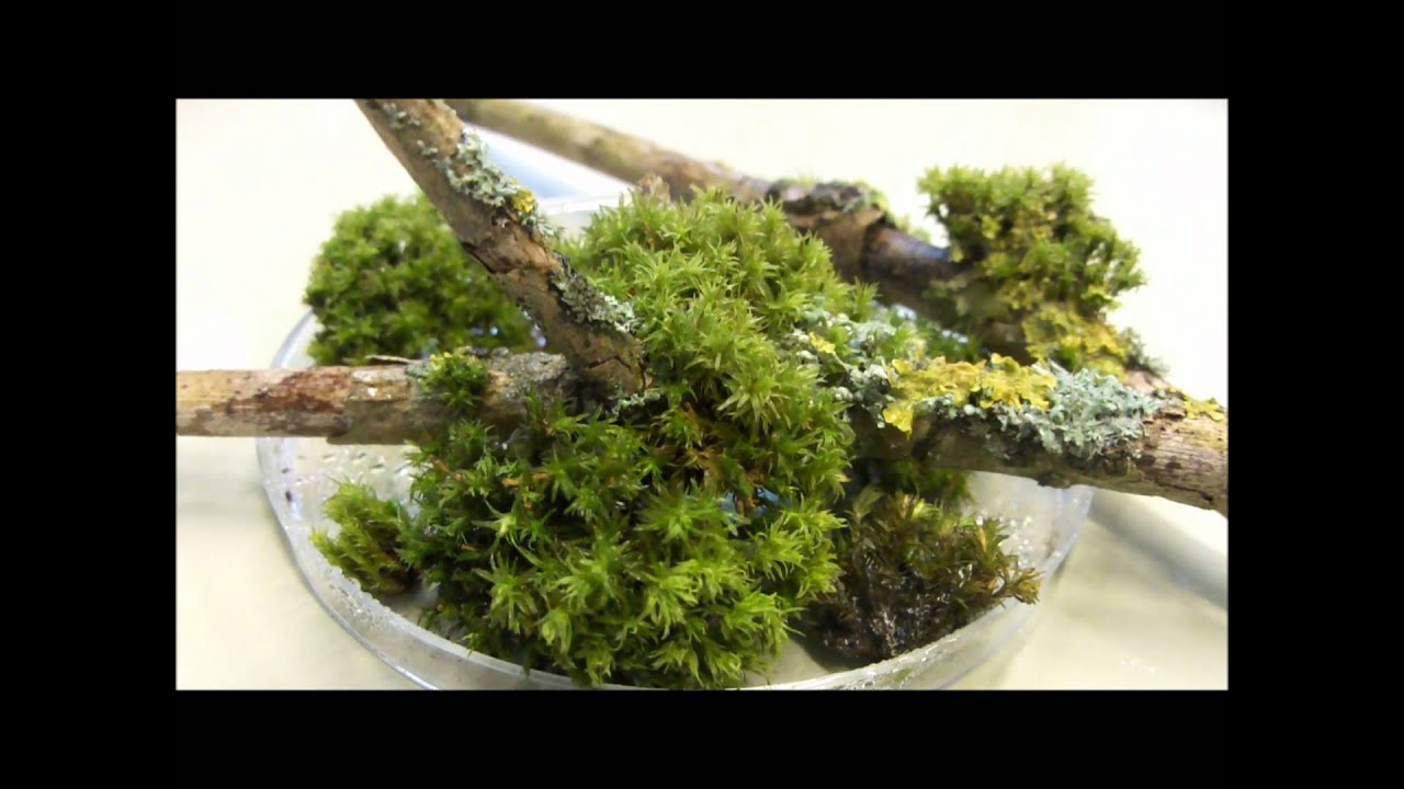 Spectacular Moss-Fireworks! - YouTube