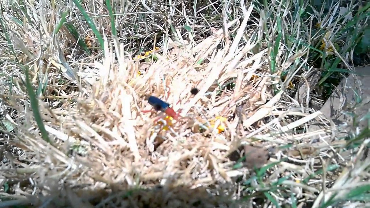 INSECTO GUITARRERO URUGUAY - YouTube