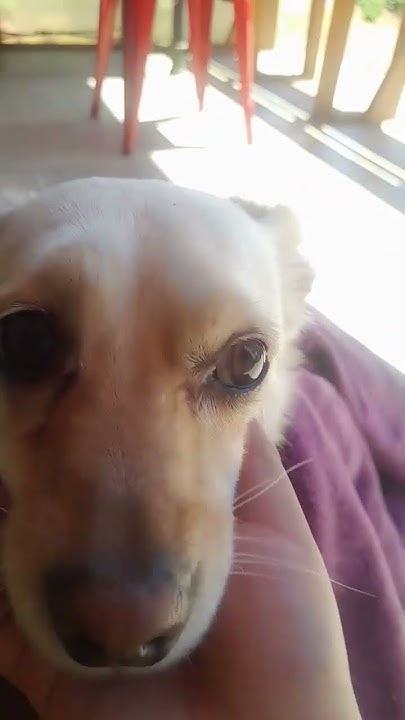 #dogshorts - YouTube