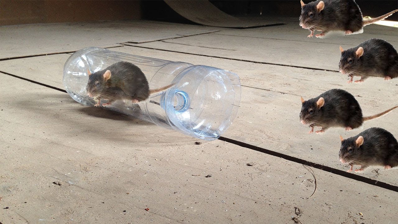 Water Bottle Mouse Rat Trap How To Make Water Bottle Mouse Trap Youtube