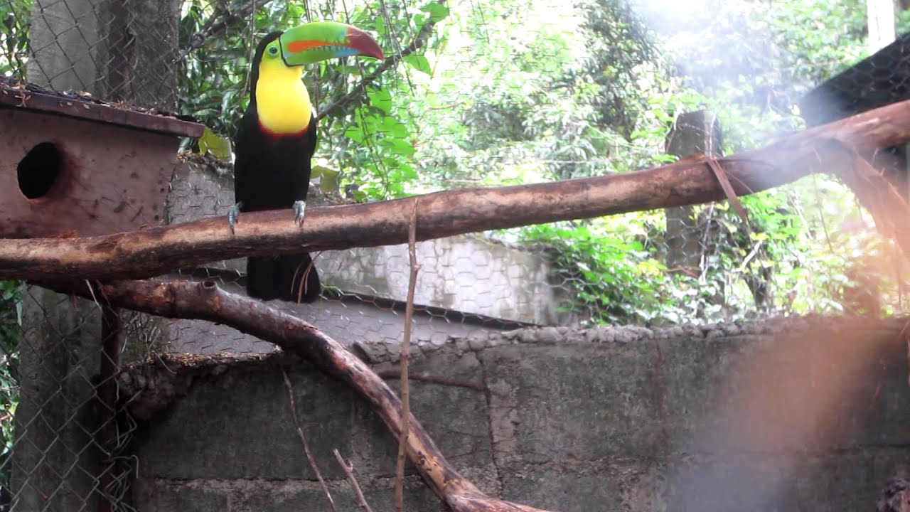 A bigger enclosure for Keel-billed Toucan III - YouTube