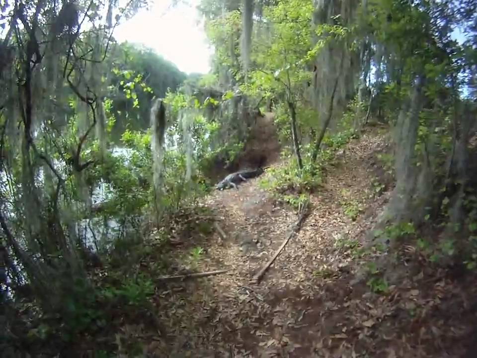 CARTER ROAD BIG GATOR ON TRAIL GOPRO HD - YouTube