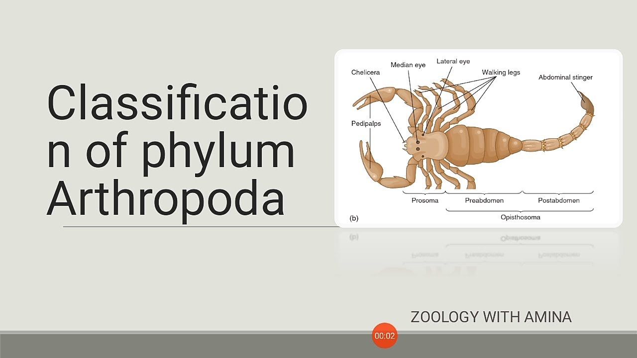 Classification of Phylum Arthropoda | Sub-Phylums and classes of ...