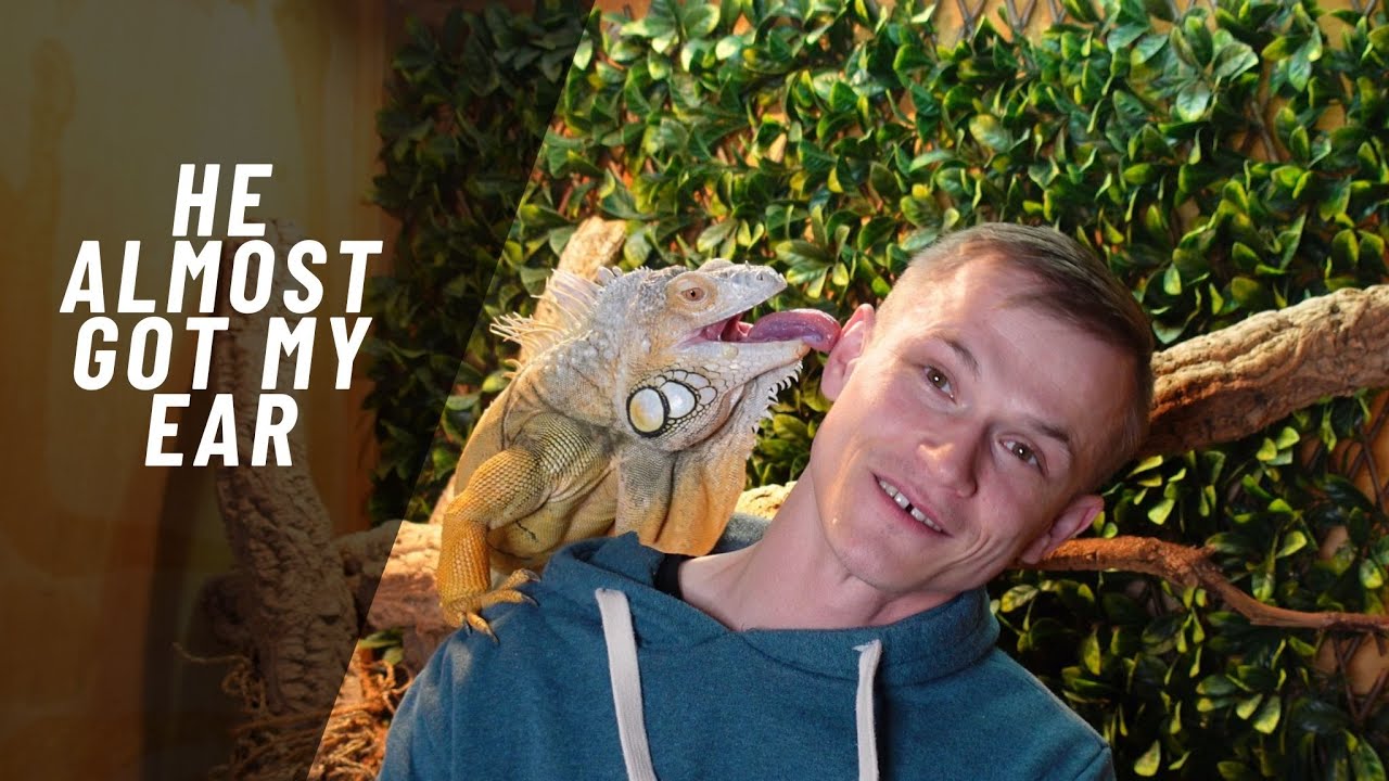 The Secret Life of Iguanas: Sharing Food with Buddy | No Bites, Just ...