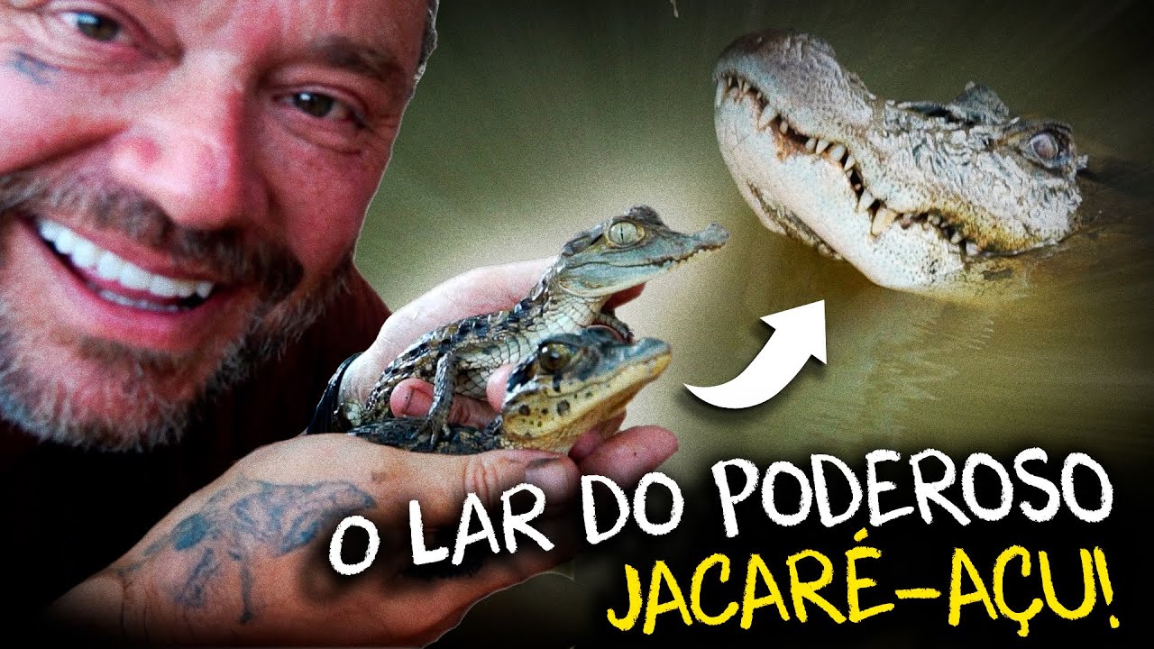 ENFRENTANDO GIGANTES: CONHEÇA O PODEROSO JACARÉ-AÇU DO ARAGUAIA! - YouTube
