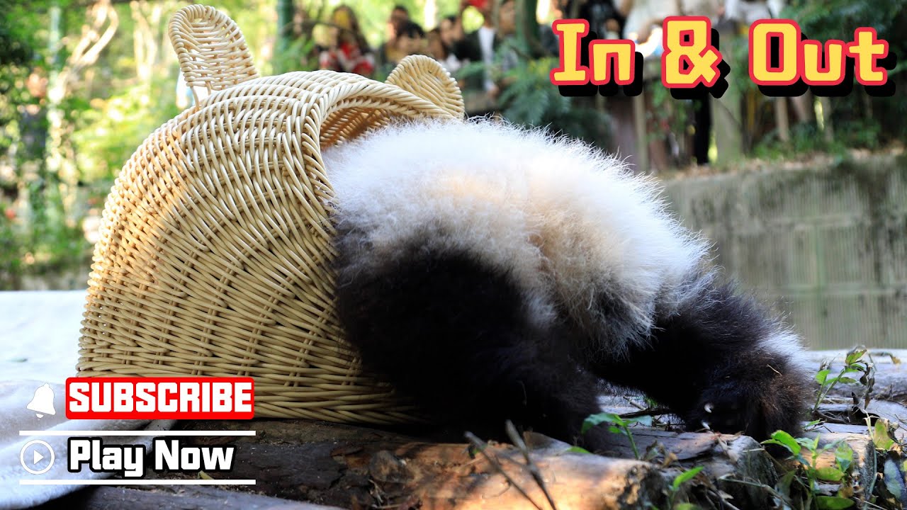 Panda Baby Gets Stuck In The Basket, Someone Help! | iPanda - YouTube