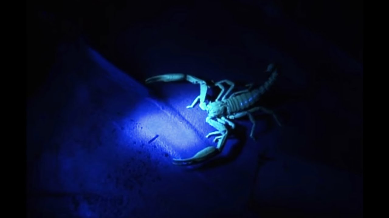 UHV Scorpion Hunt | Expedition Borneo | BBC Earth - YouTube