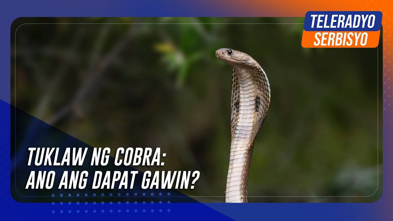 Tuklaw ng cobra: Ano ang dapat gawin? | TeleRadyo Serbisyo - YouTube