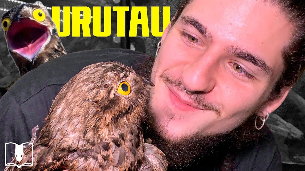 Dreherlogia - Urutau ou mãe-da-lua, ave mística do canto sombrio - YouTube