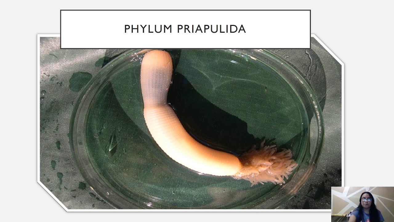 PHYLUM PRIAPULIDA Report by Ericka Gumilan - YouTube